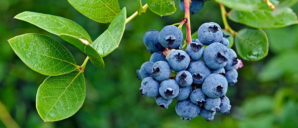 Blueberry Fungus Control The Secret Of Growing Blueberries In Florida
