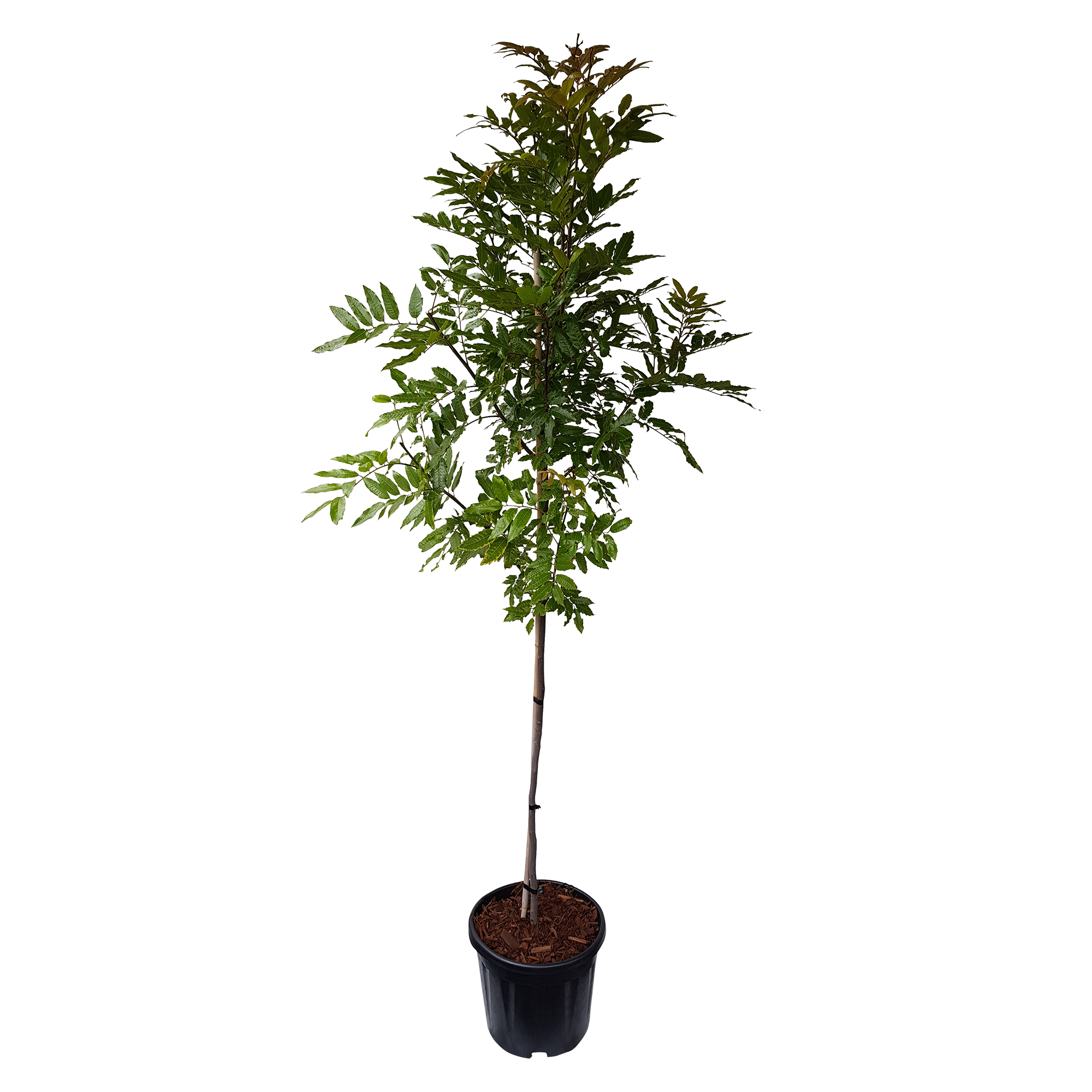 Alectryon Excelsus - 10L