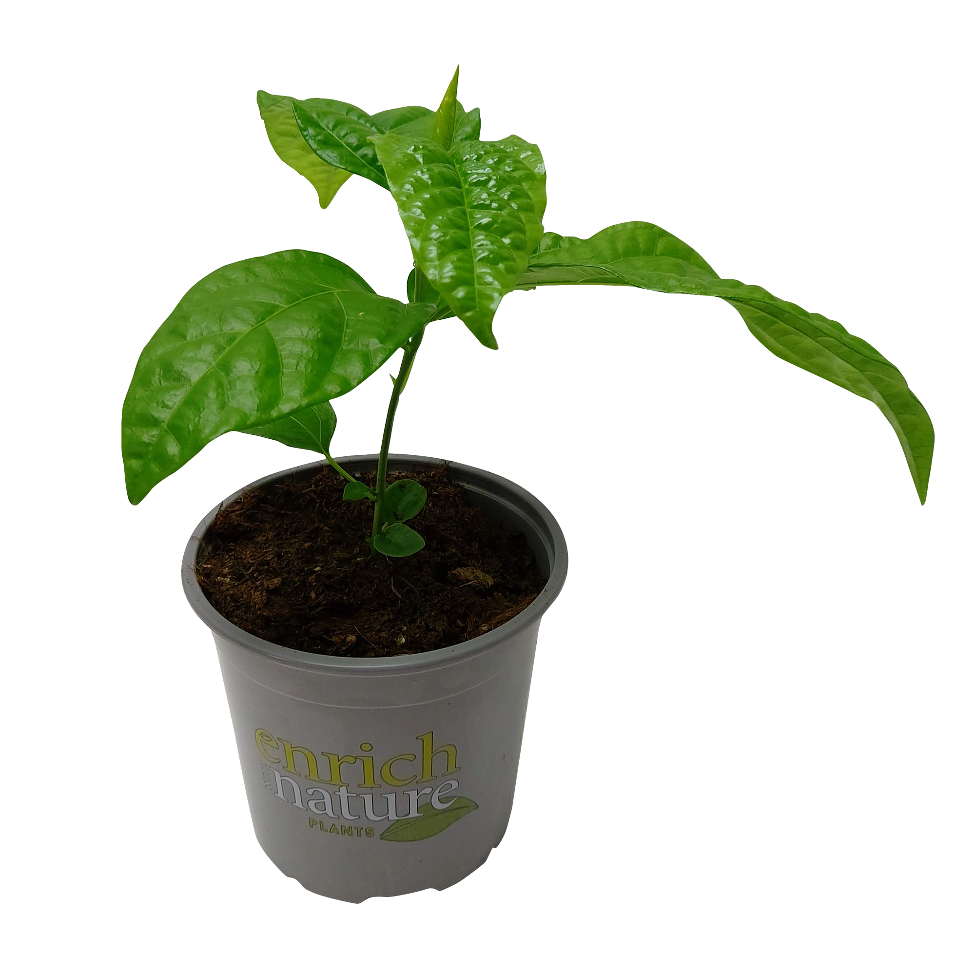 Passionfruit - 13CM