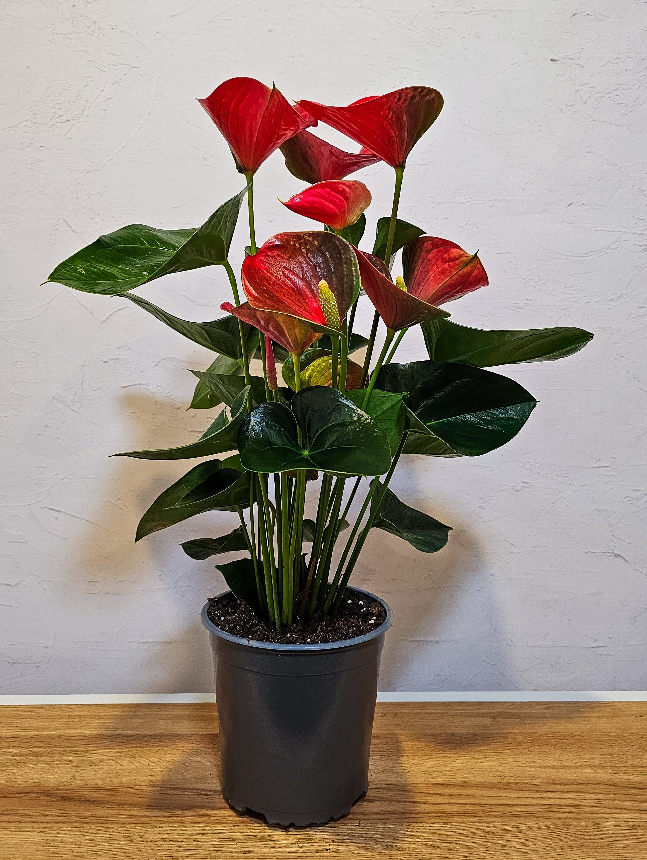 Anthurium Fancy Fever - 17CM