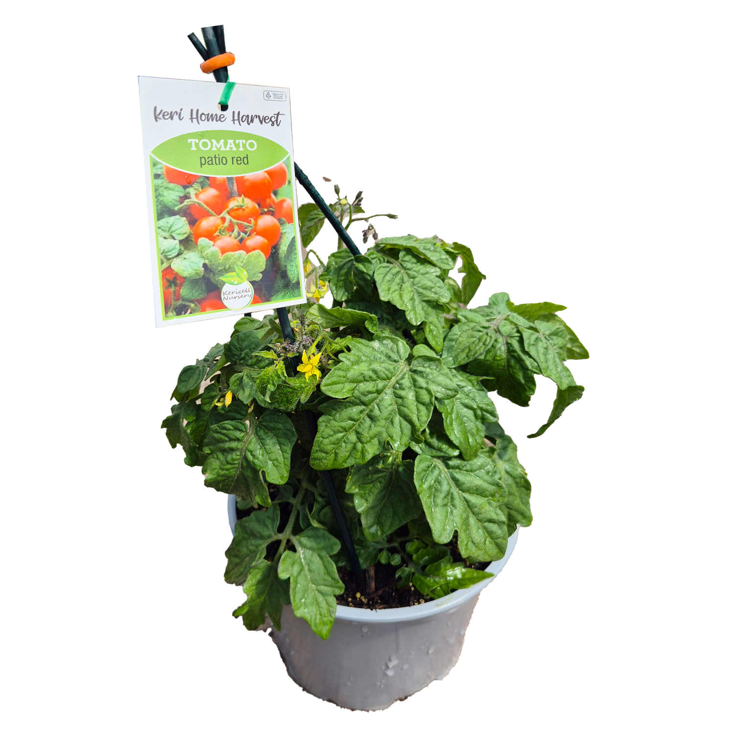 Fast Food Tomato Patio Red - 17CM
