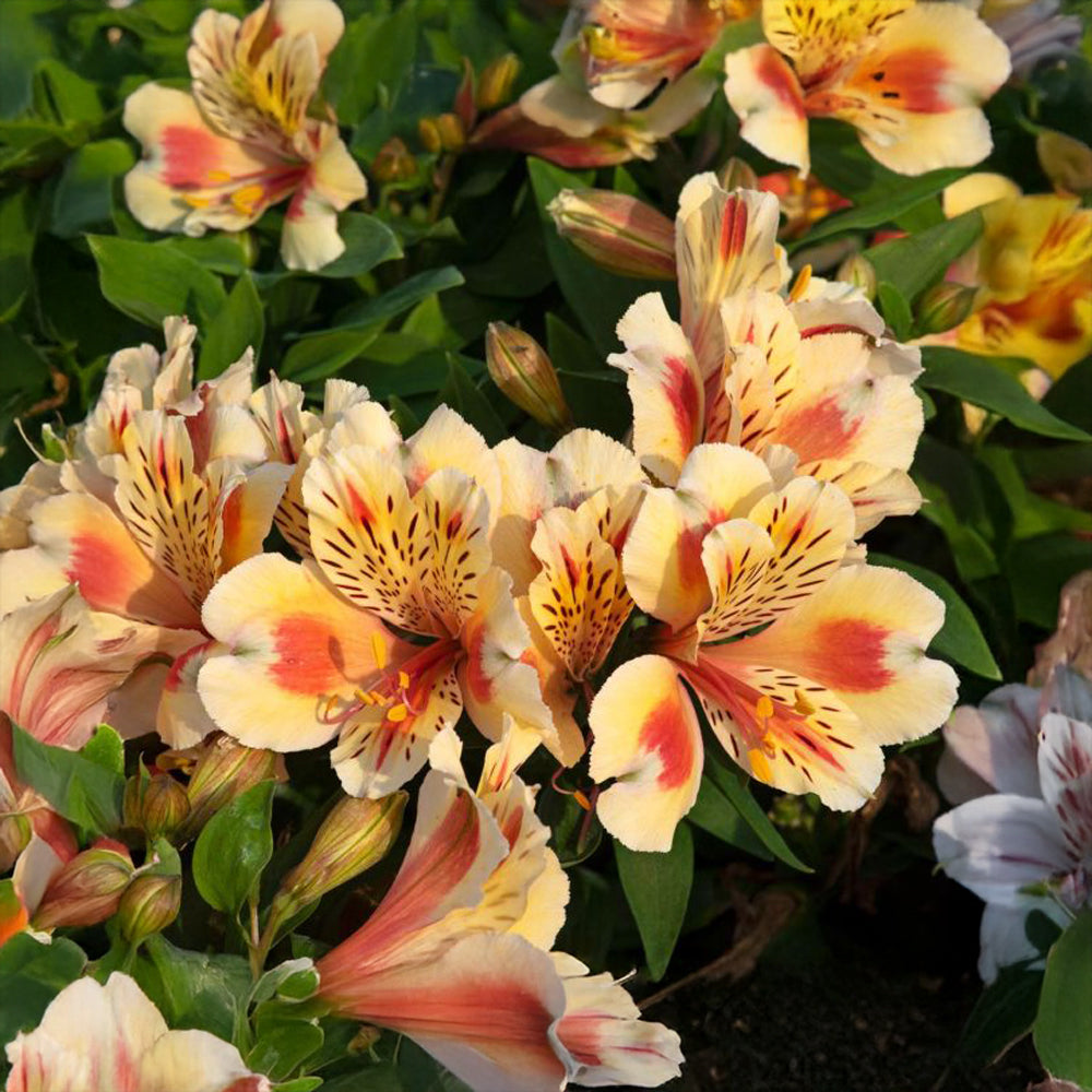 Alstroemeria Inticancha Sunset 2.5L