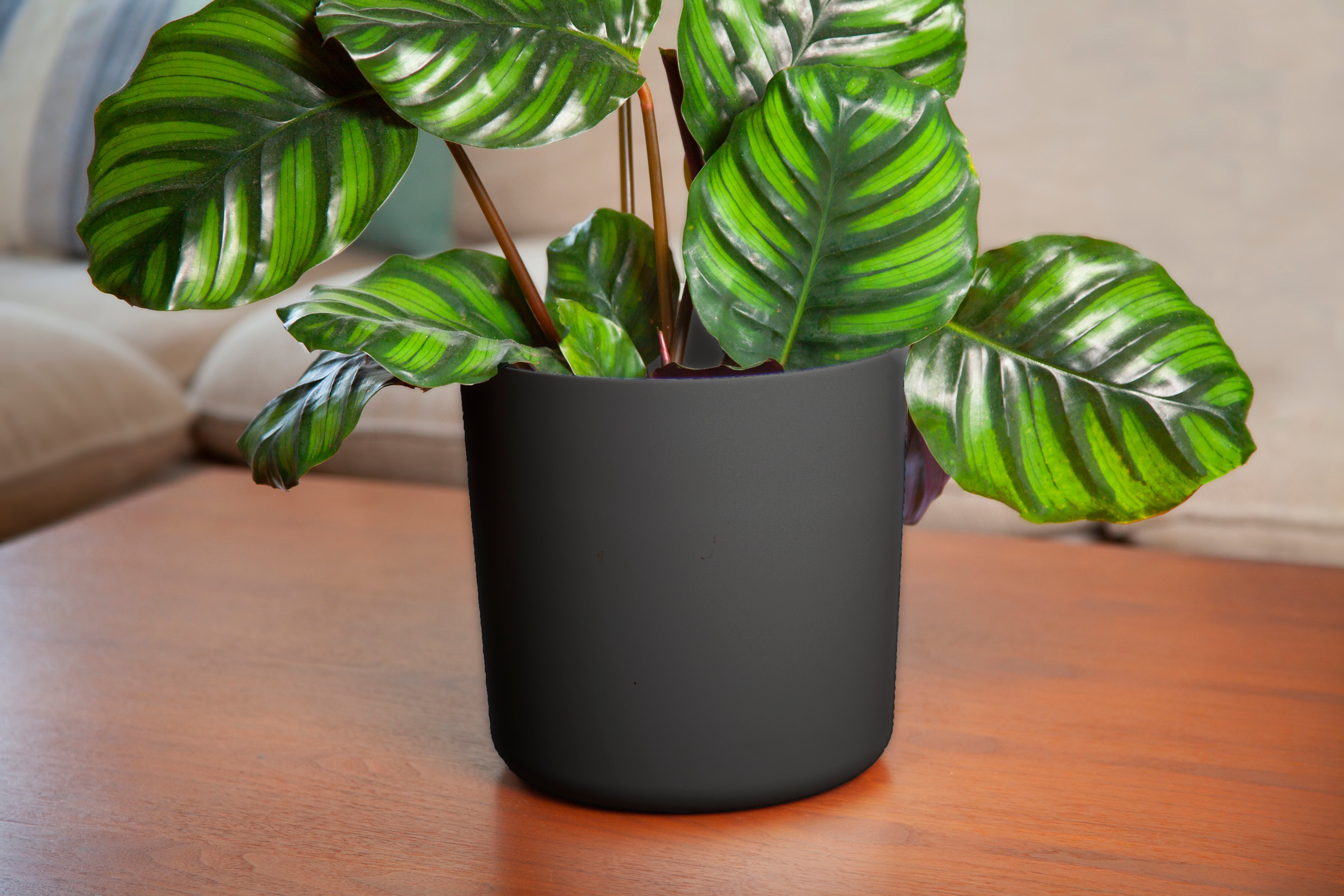 Alice Pot Black 16CM