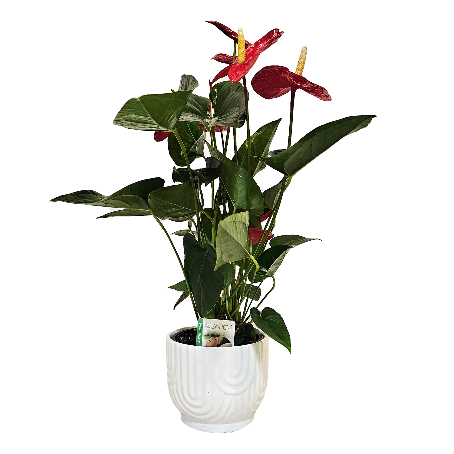 Anthurium Turenza Red In Memphis Pot - 14CM