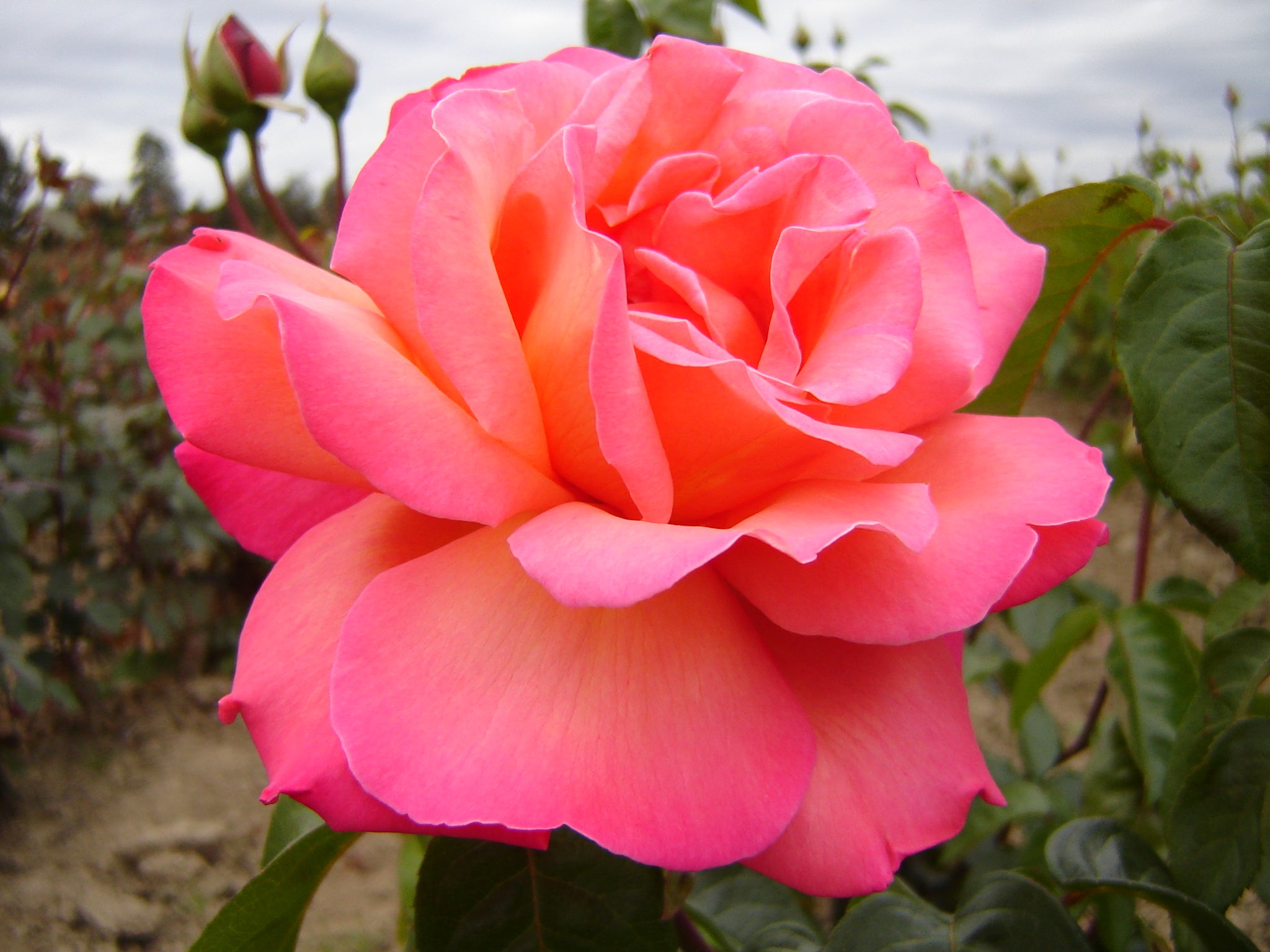 Chicago Peace - 4.7L