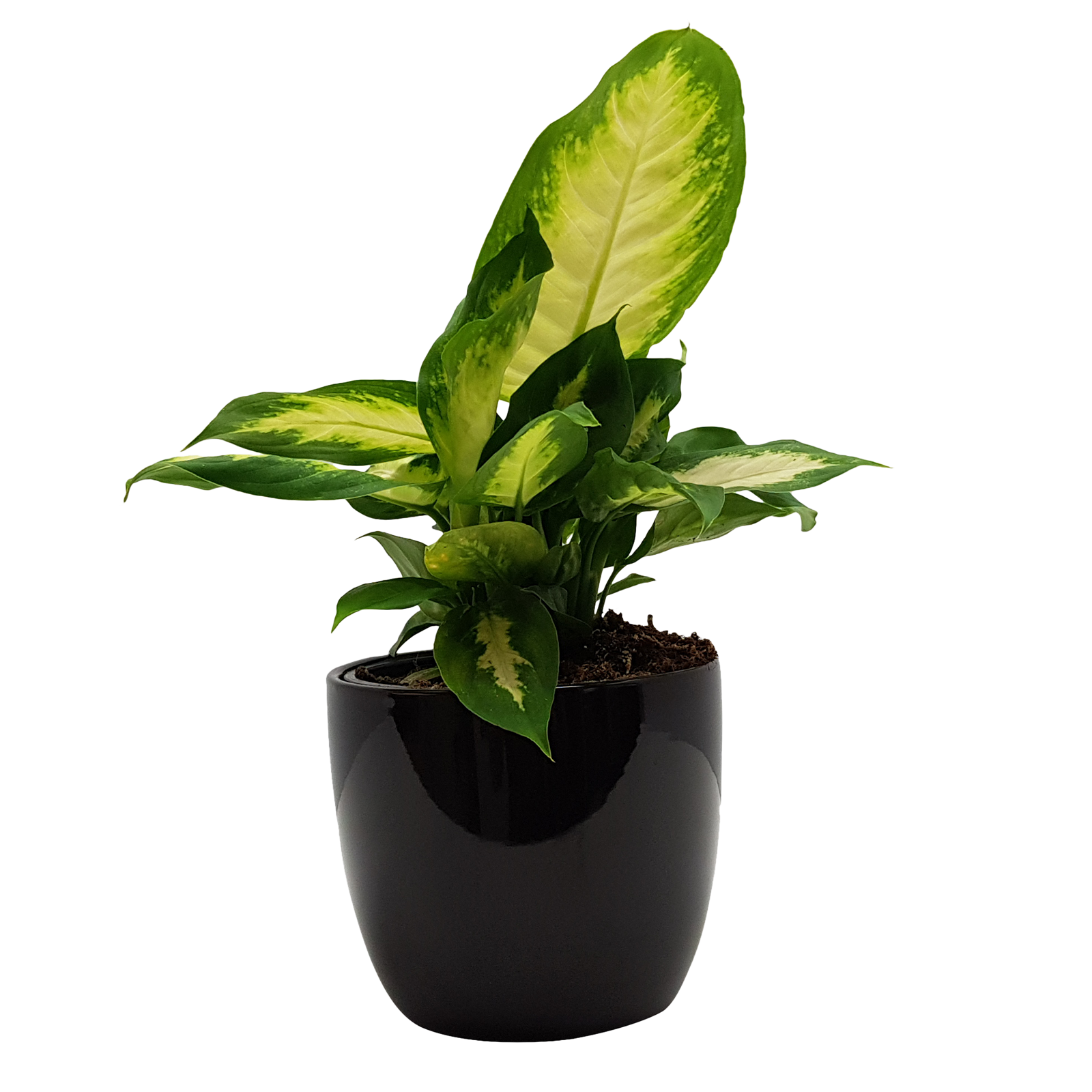 Tabletop Foliage Houseplant - 9CM