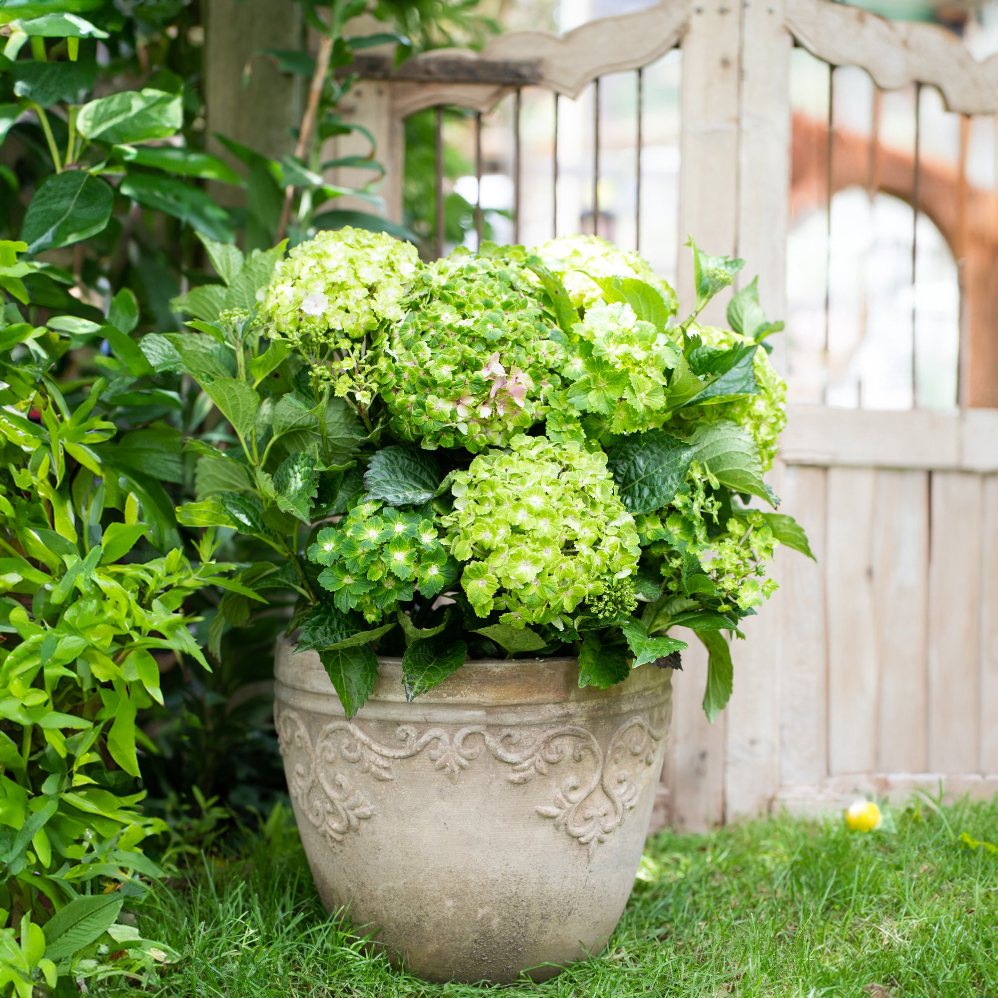 Hydrangea Rembrandts Vibrant Verde - 2.5L