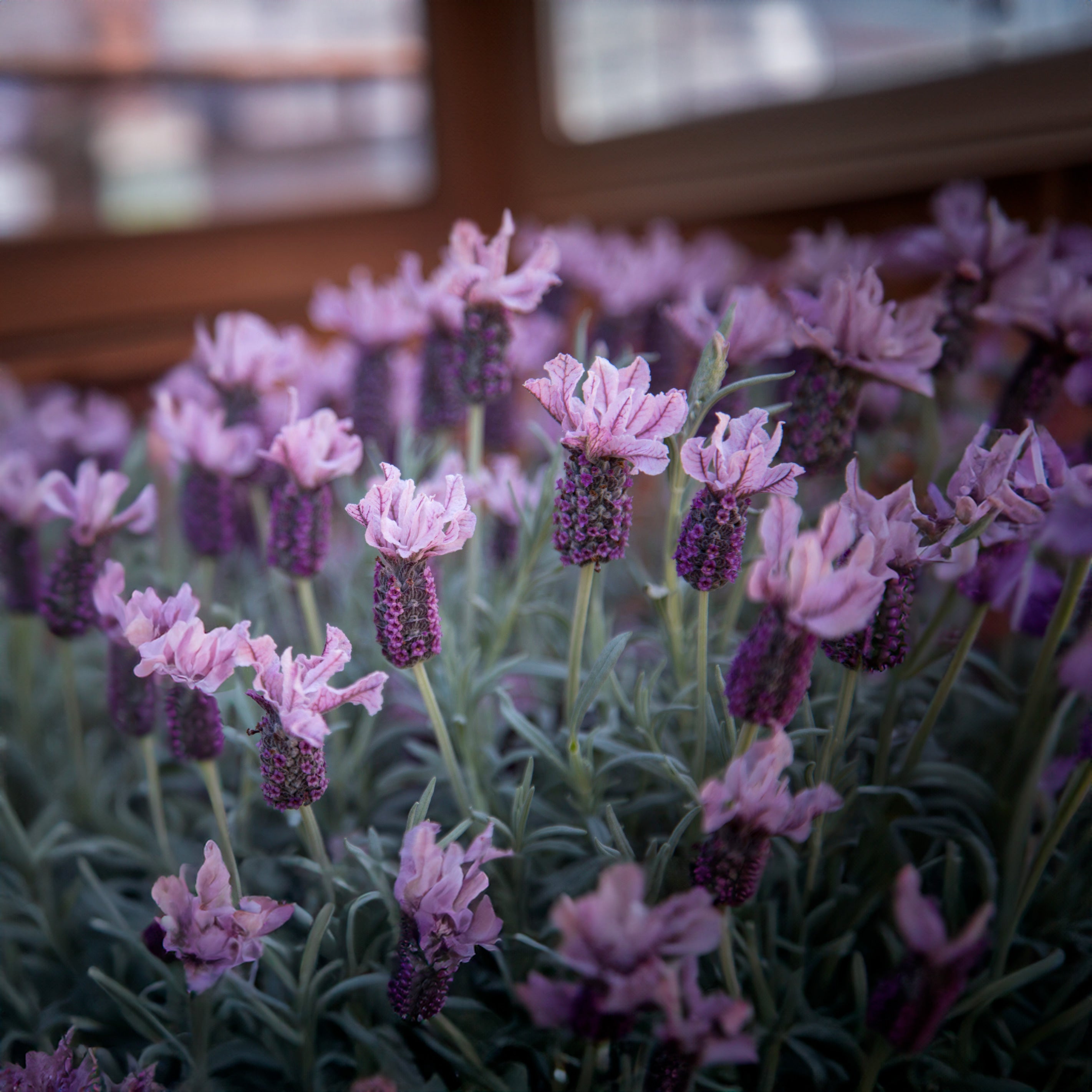 Lavandula Ghostly Princess - PVR 1.5