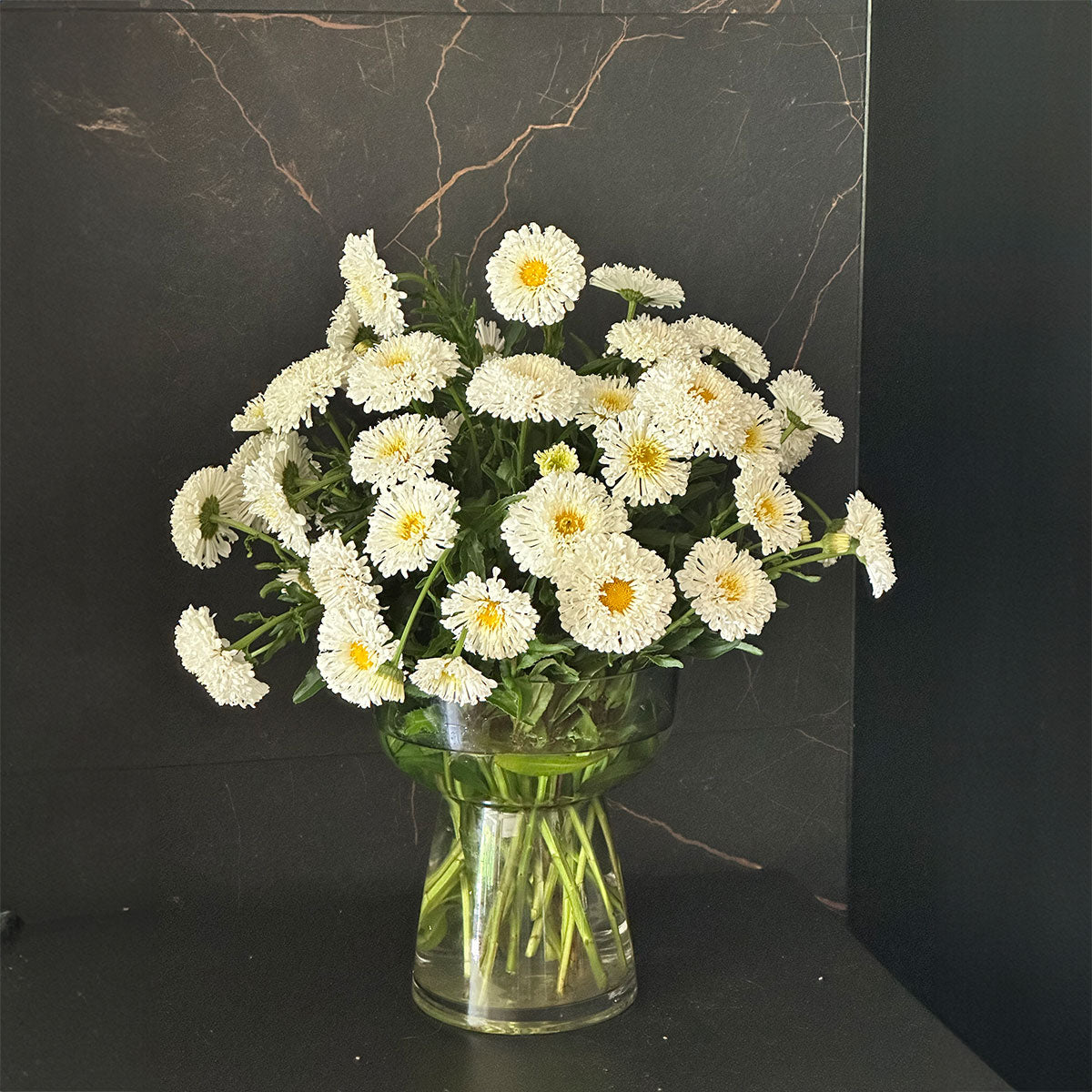 Leucanthemum Real Snowball - 3.5L