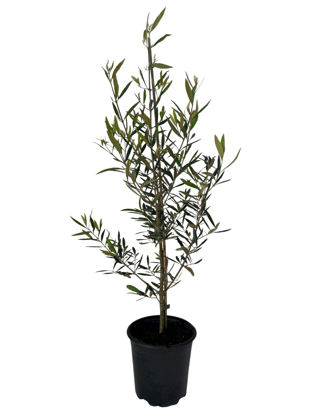 OLEA europaea 'El Greco' - 2.5L