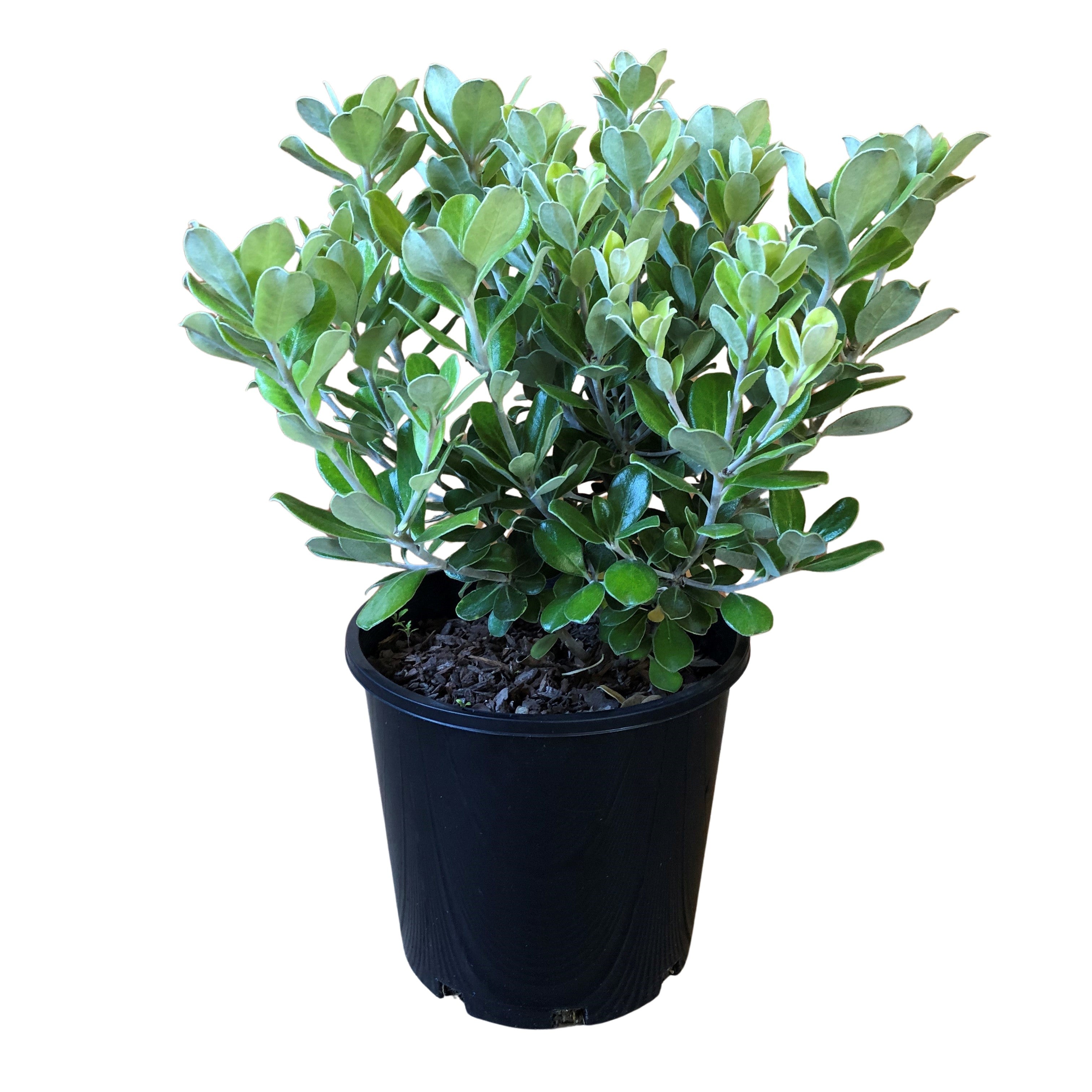 Pittosporum Pot Belly - 2.4L