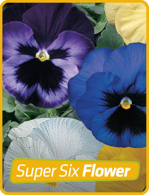 Super 6 Pansy Mix – 6 Pack