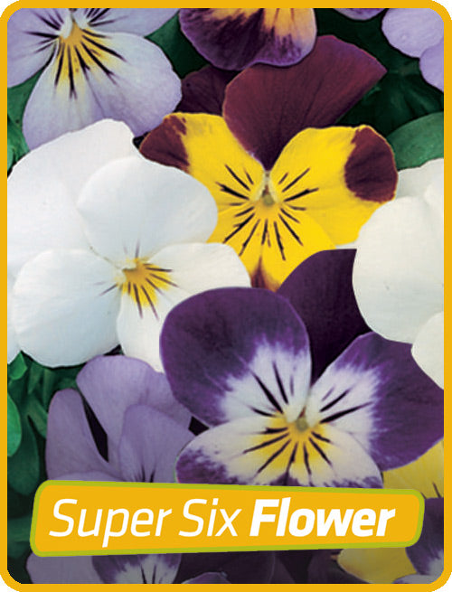 Super 6 Viola Mix – 6 Pack