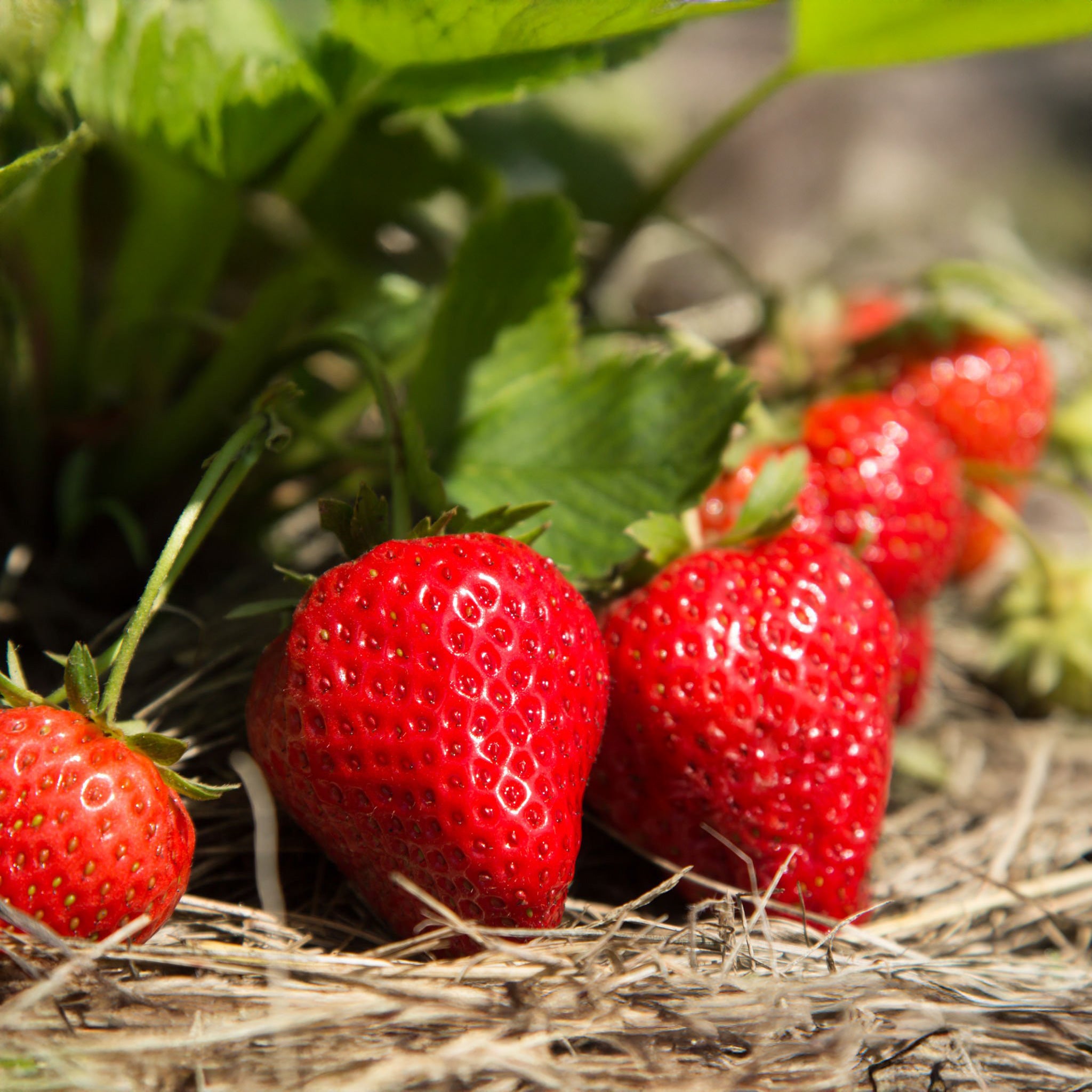 Strawberry Monterey - 10CM