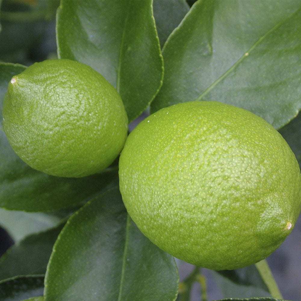 Lime Tahitian - 15L