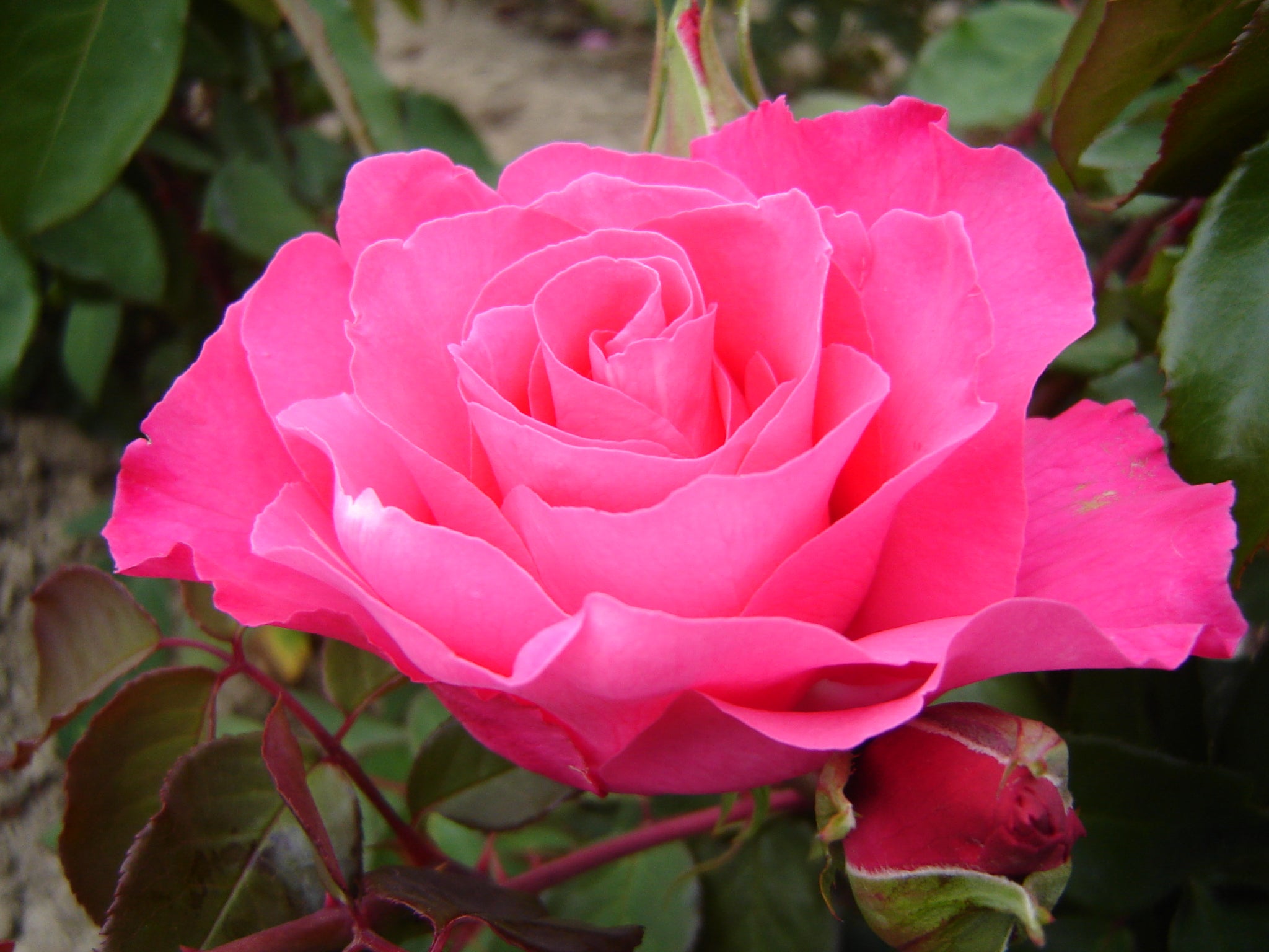 The MacCartney Rose ™ (Meizeli) - 4.7L