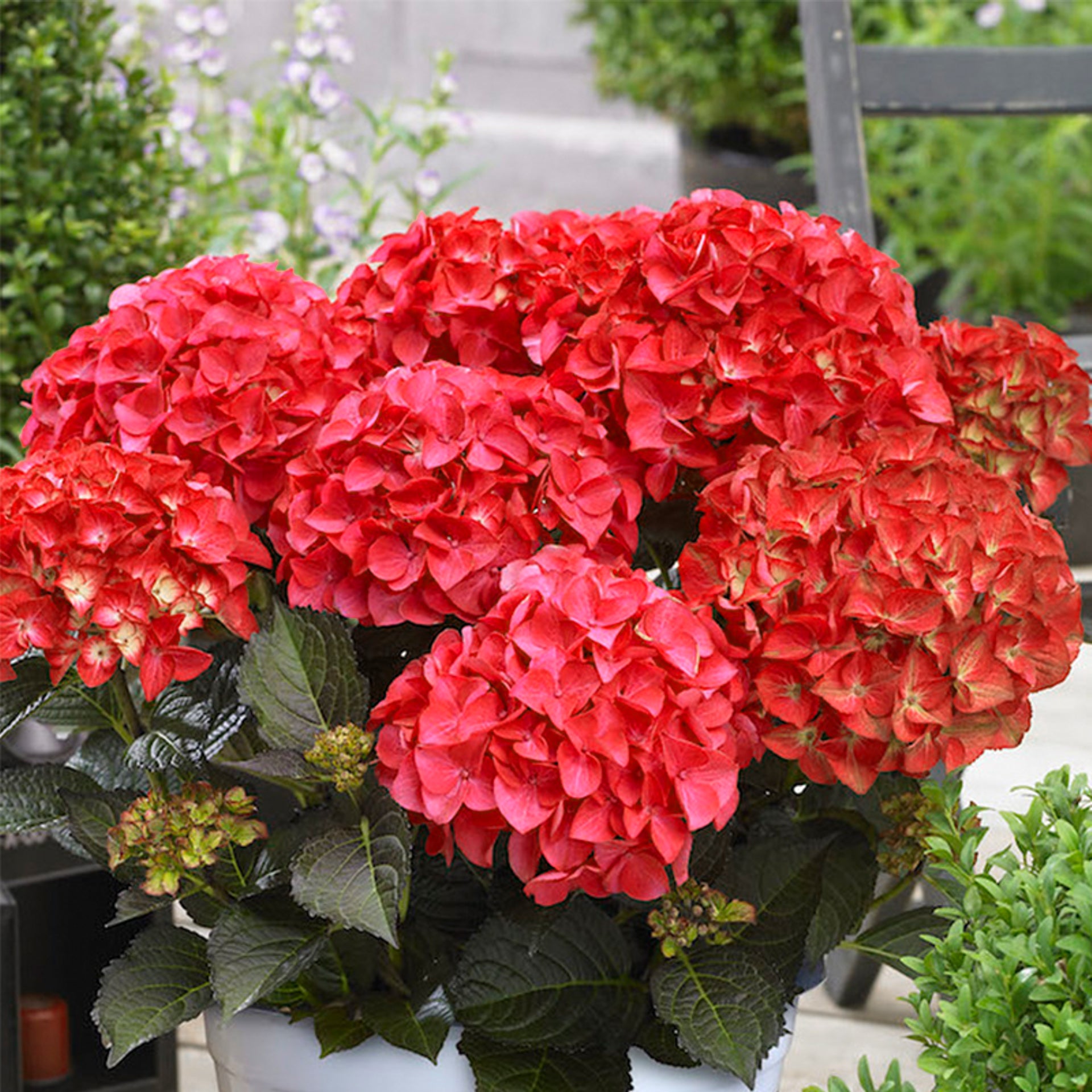 Hydrangea Tuxedo Red - 2.5L