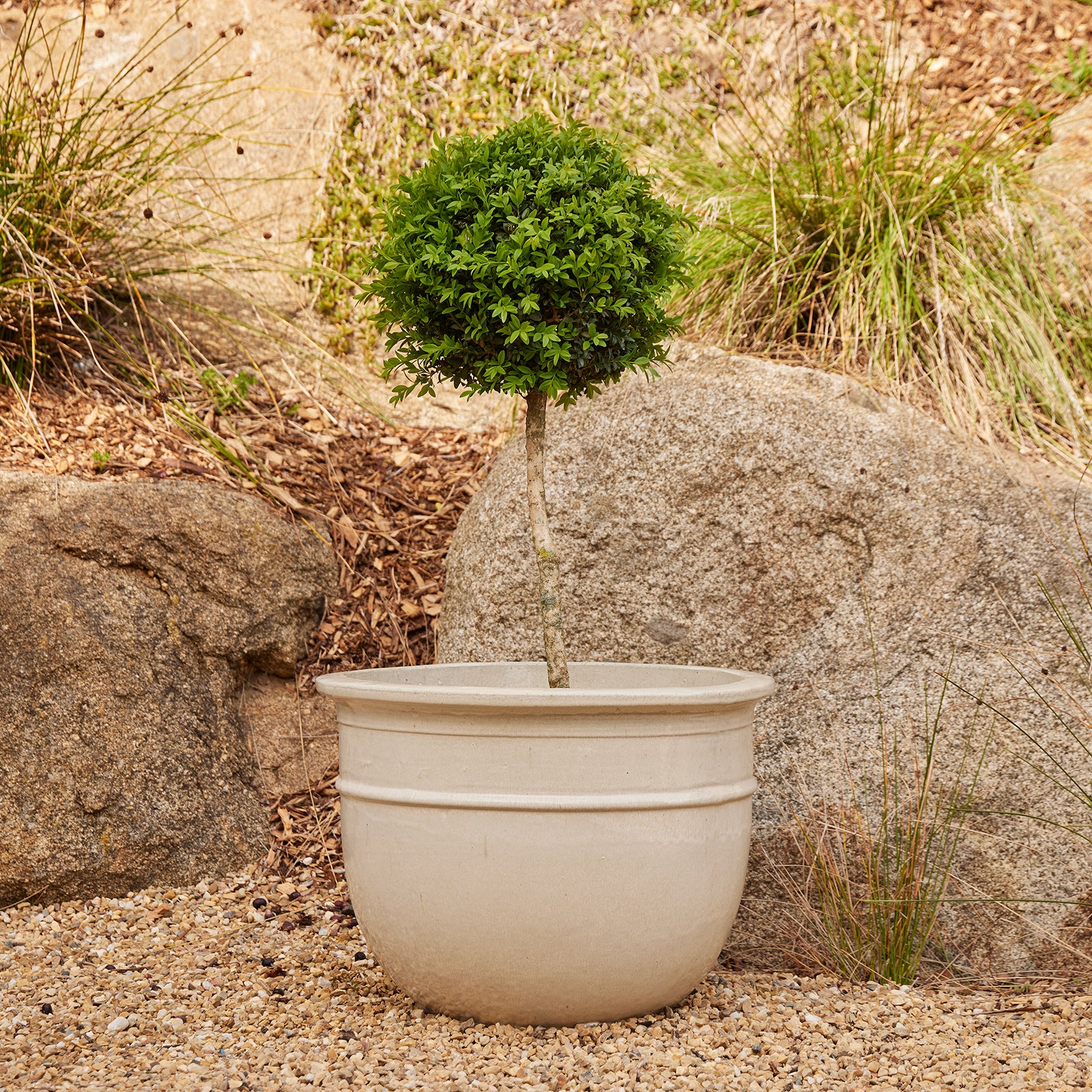 Belly Pot with Saucer - Cream XL