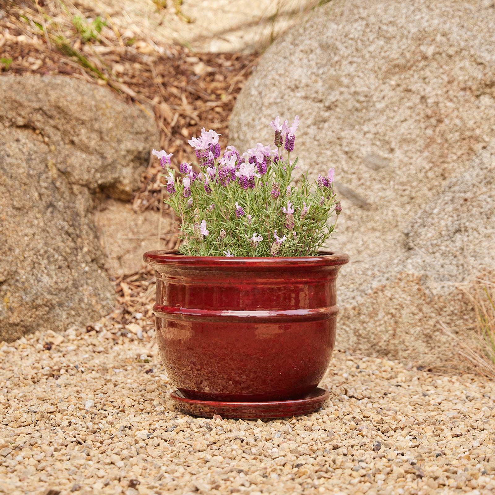 Belly Pot with Saucer - Wine M