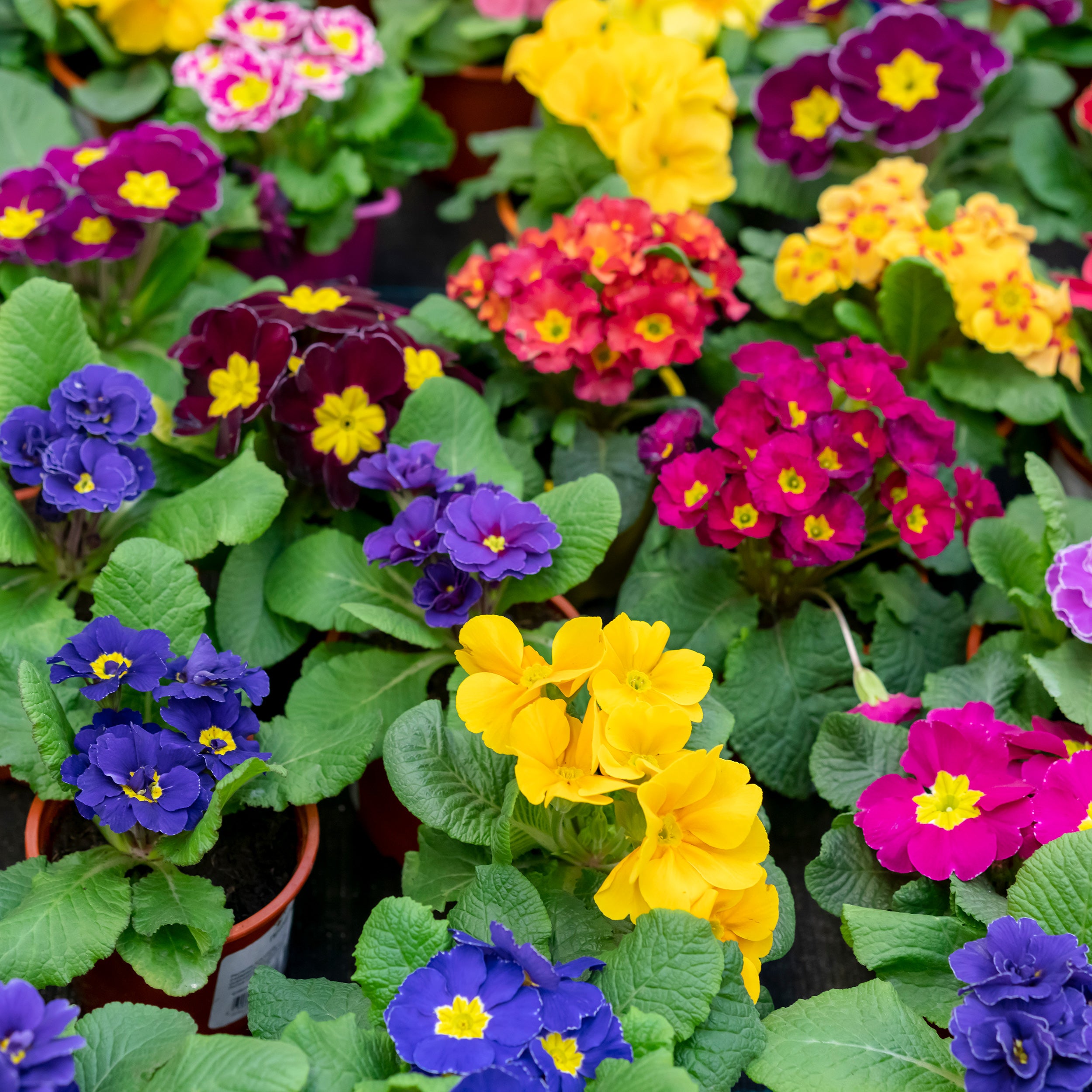 Primula Sibel Mix - 12CM