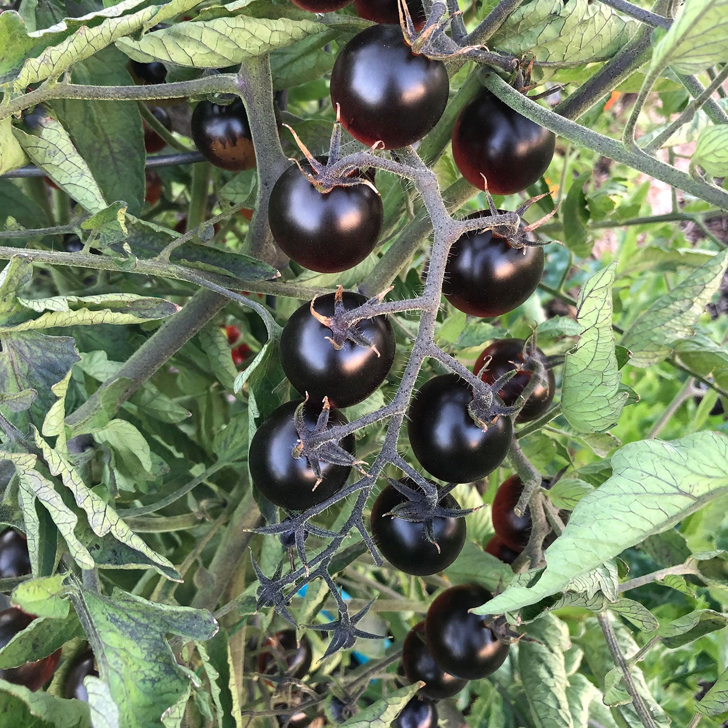 Tomato Midnight Blush - 17CM