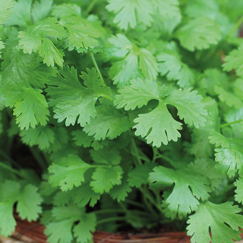 Coriander - 12.5CM