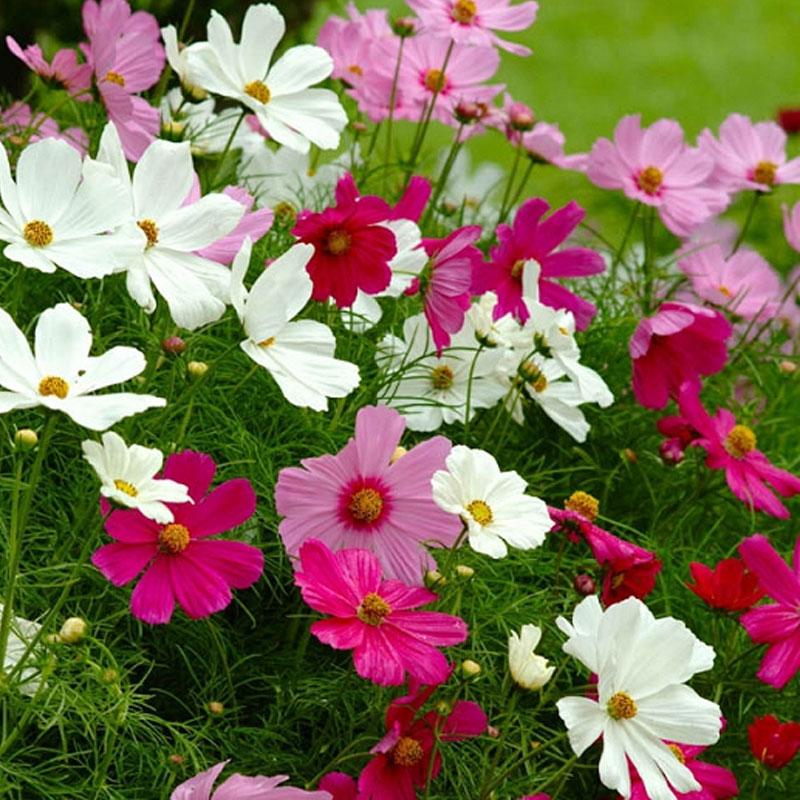 Cosmos Tall Mix Flower Punnet