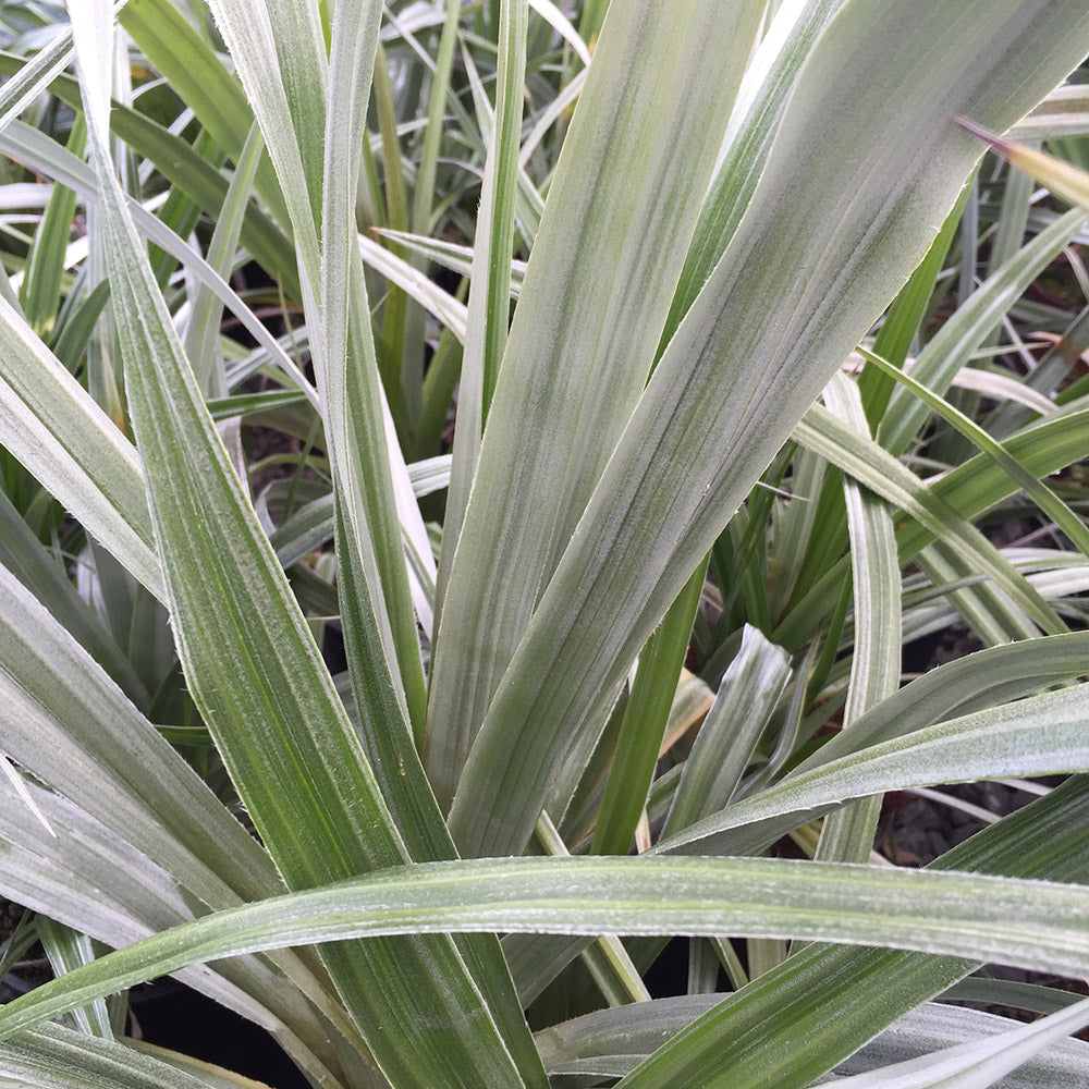 Astelia Chathamica Silver Spear - 2.5L