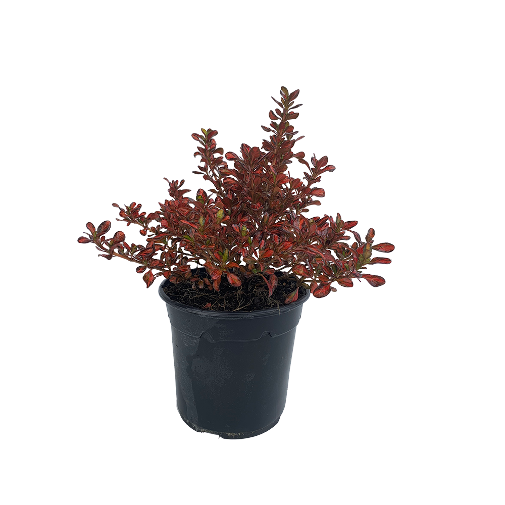 Coprosma Evening Glow - 2.5L