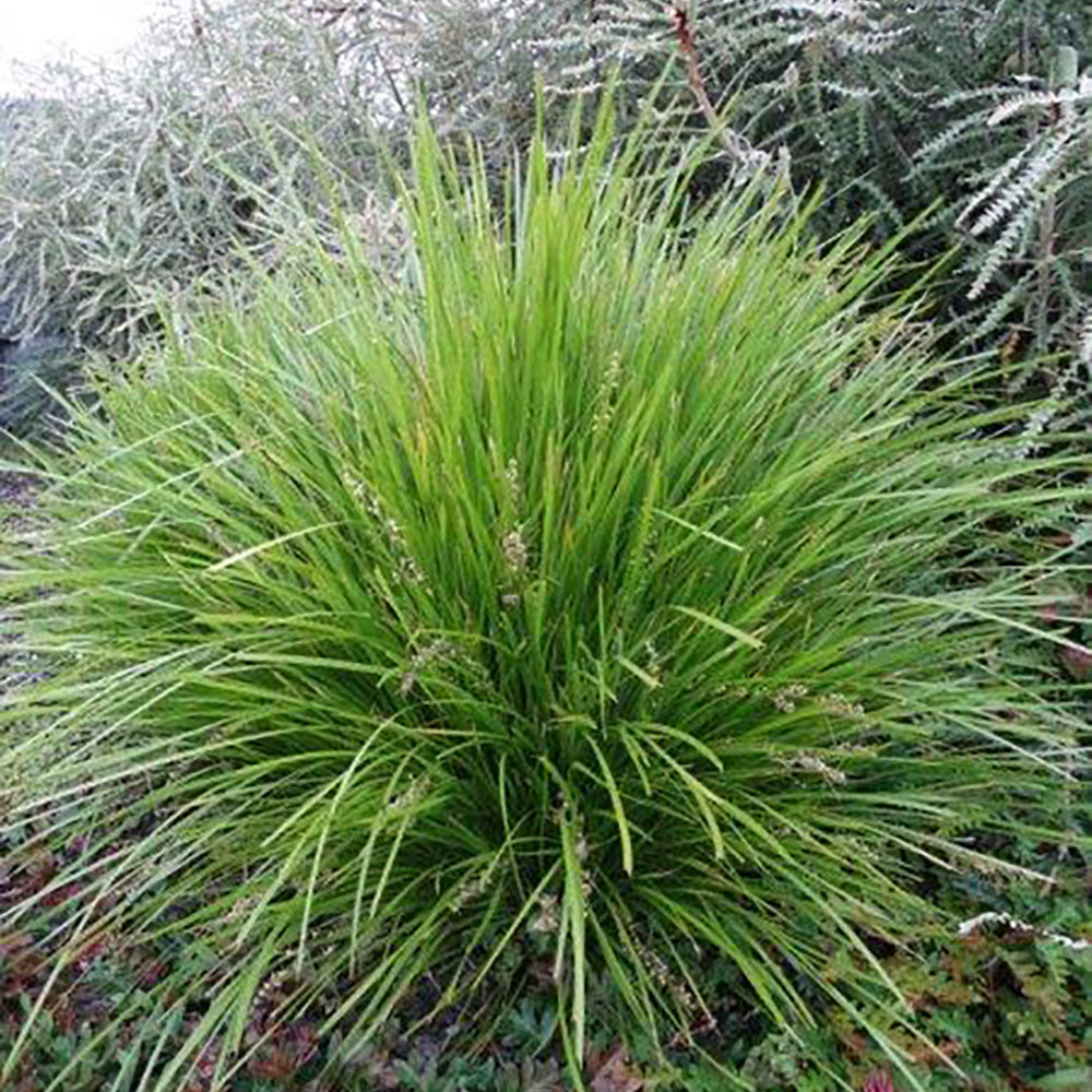 Lomandra Lime Tuff - 4.5L