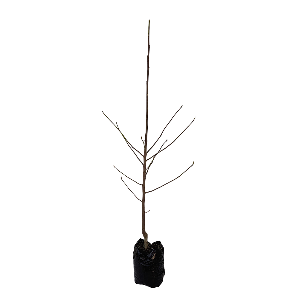 Magnolia Vulcan - 15L