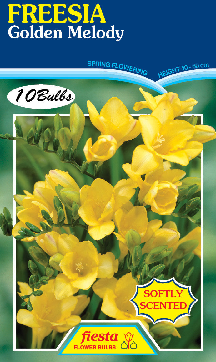 Freesia Golden Melody 10PK