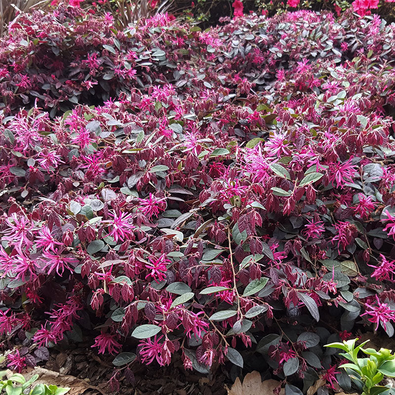 Loropetalum Plum Delight - 2.5L