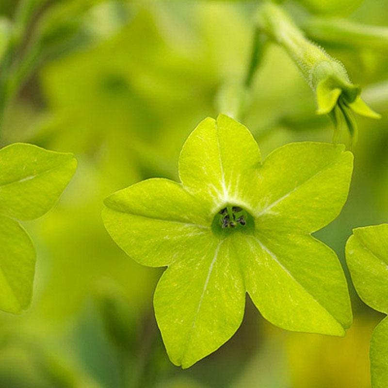 Nicotiana Lime Green Flower Punnet