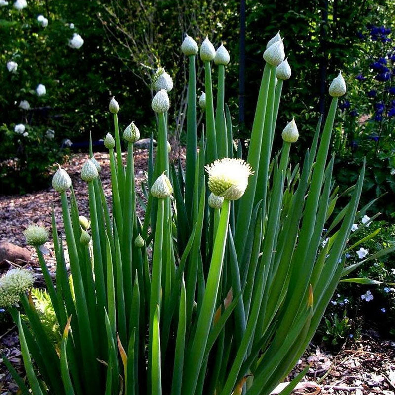 Onion Welsh 10Cm - 10CM