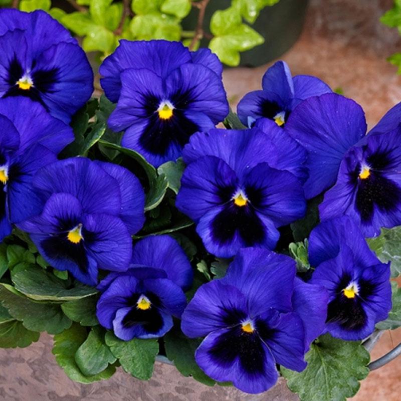 Pansy Blue Blotch Flower Punnet