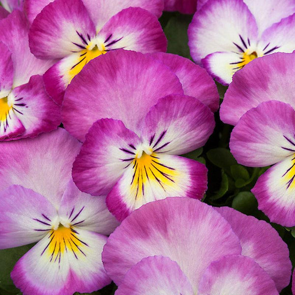 Pink Pansy Flower