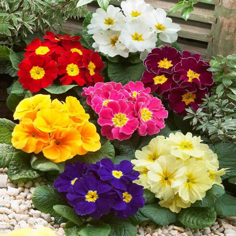Primrose Paradise Bicolour Mix Flower Punnet