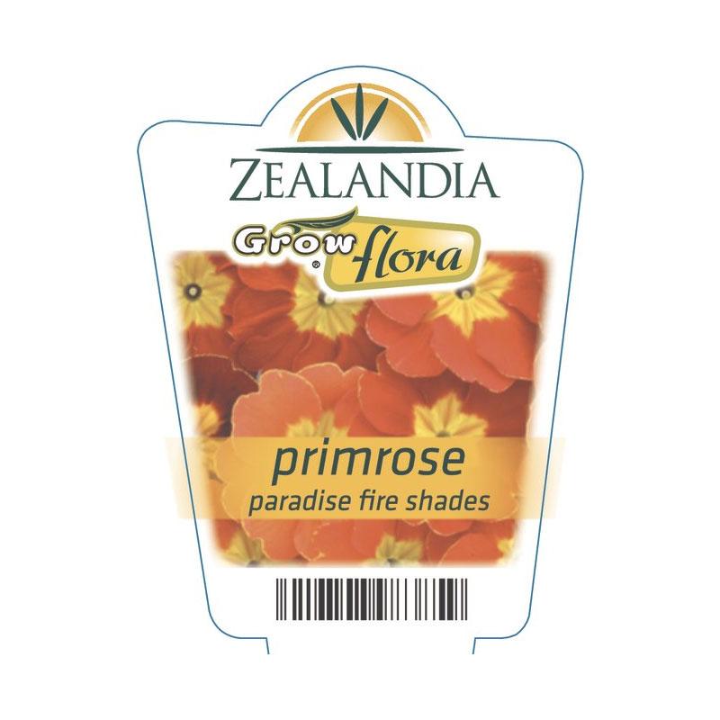 Primrose Paradise Fire Shades Flower Punnet