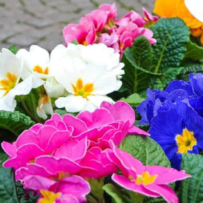 Primrose Paradise Mix Flower Punnet