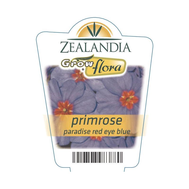 Primrose Paradise Red Eye Blue Flower Punnet
