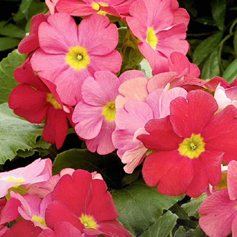Primula Obconica Scarlet Flower Punnet