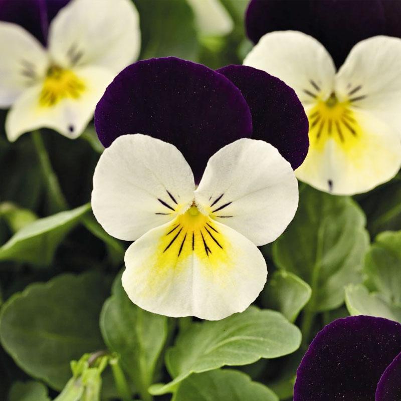 Viola Flower Viola | Description, Plant, Flower, & Facts | Britannica