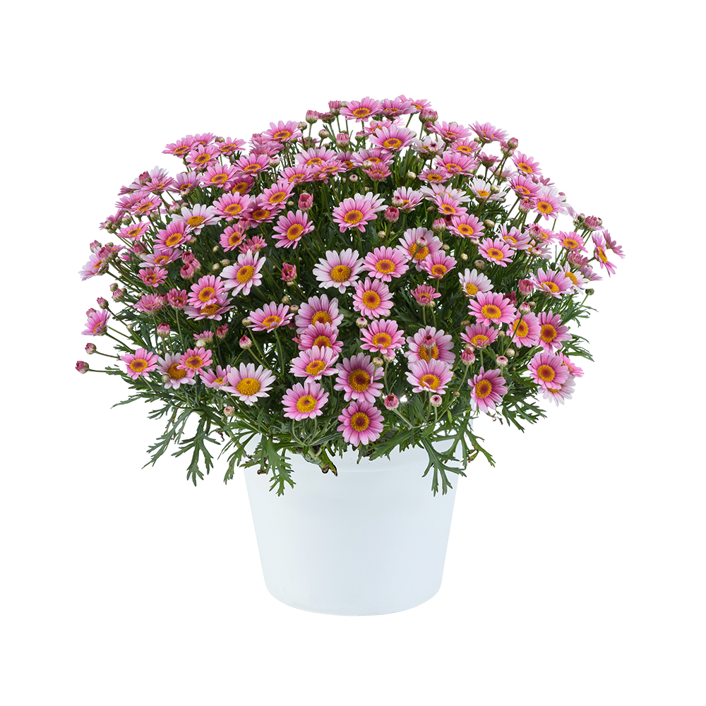 Argyranthemum Lollies Marshmellow - 2.5L