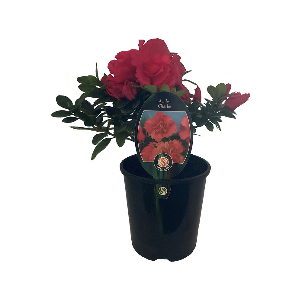 Azalea Charlie - 1.9L