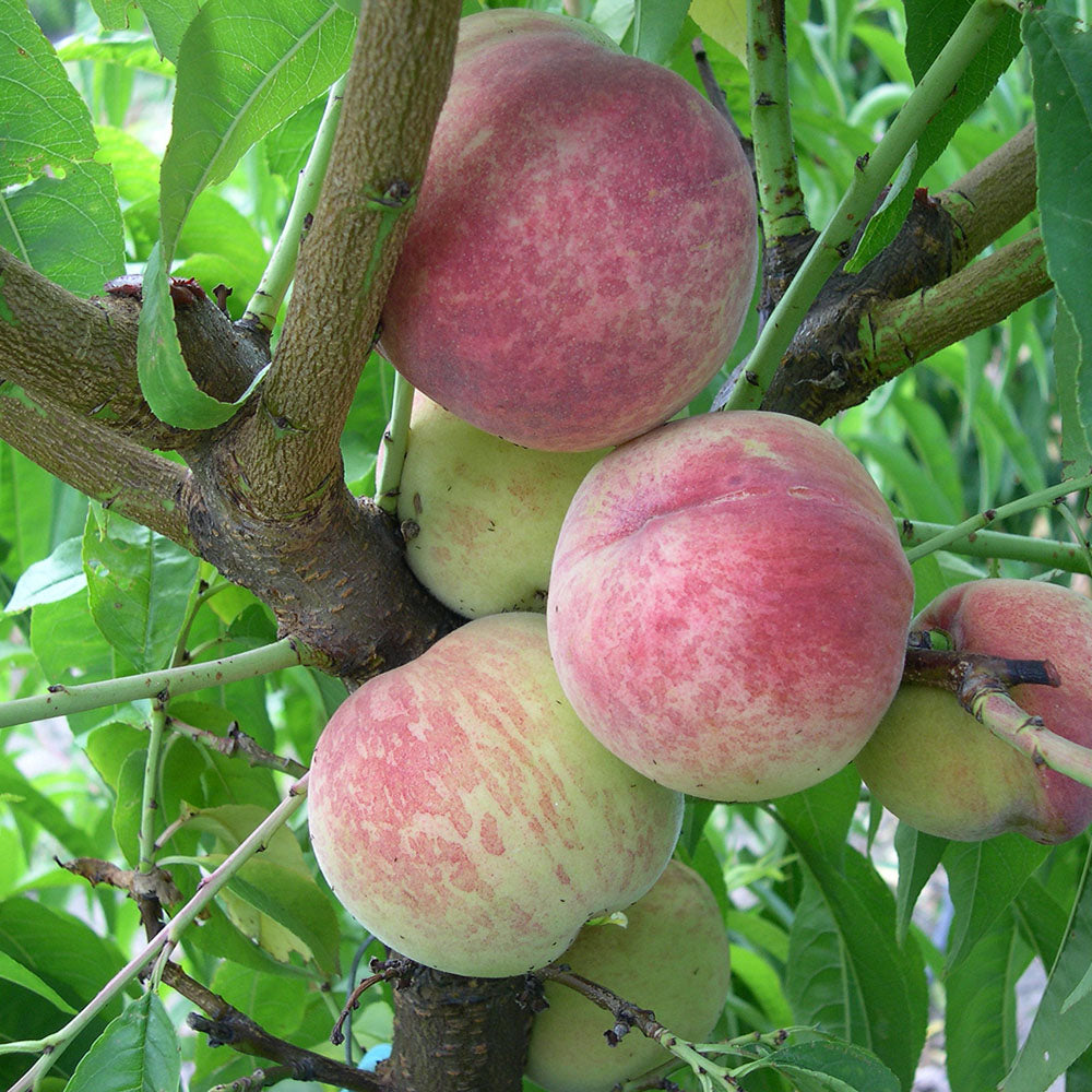 Garden Lady Peach Tree