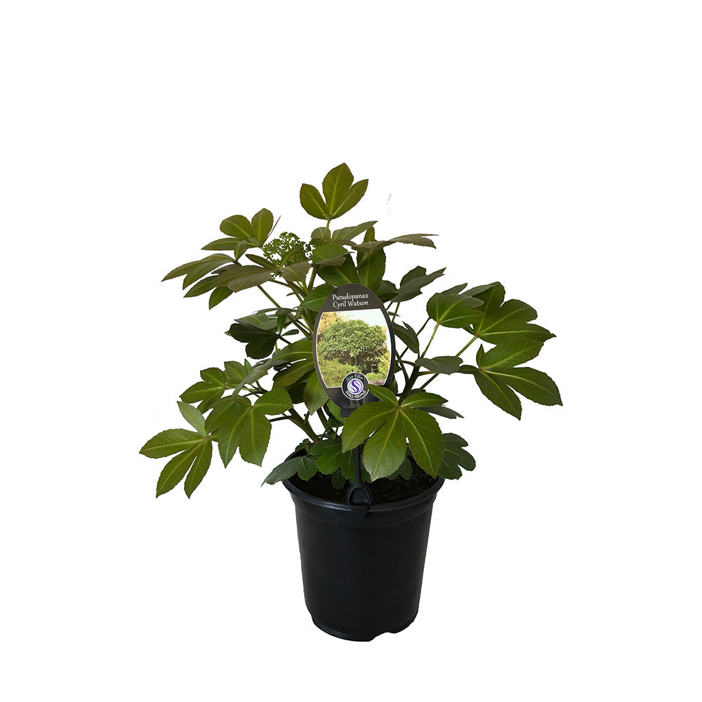 Pseudopanax Cyril Watson - 3.5L